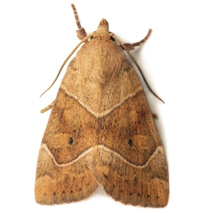 Servicii de dezinsectie Molii